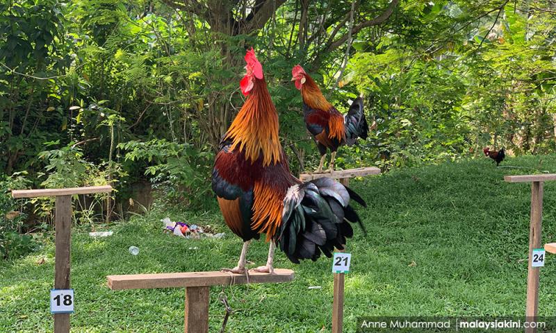 Sabung ayam,main sepak raga antara gelagat mereka yang ditahan di Sabah