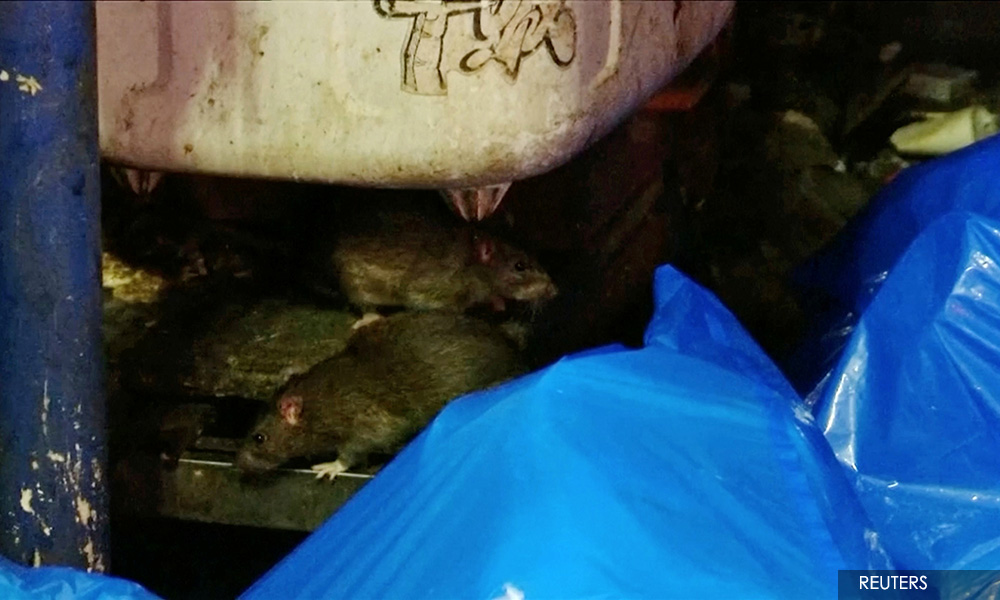As Japan fights Covid-19 with shutdowns, rats emerge onto deserted streets