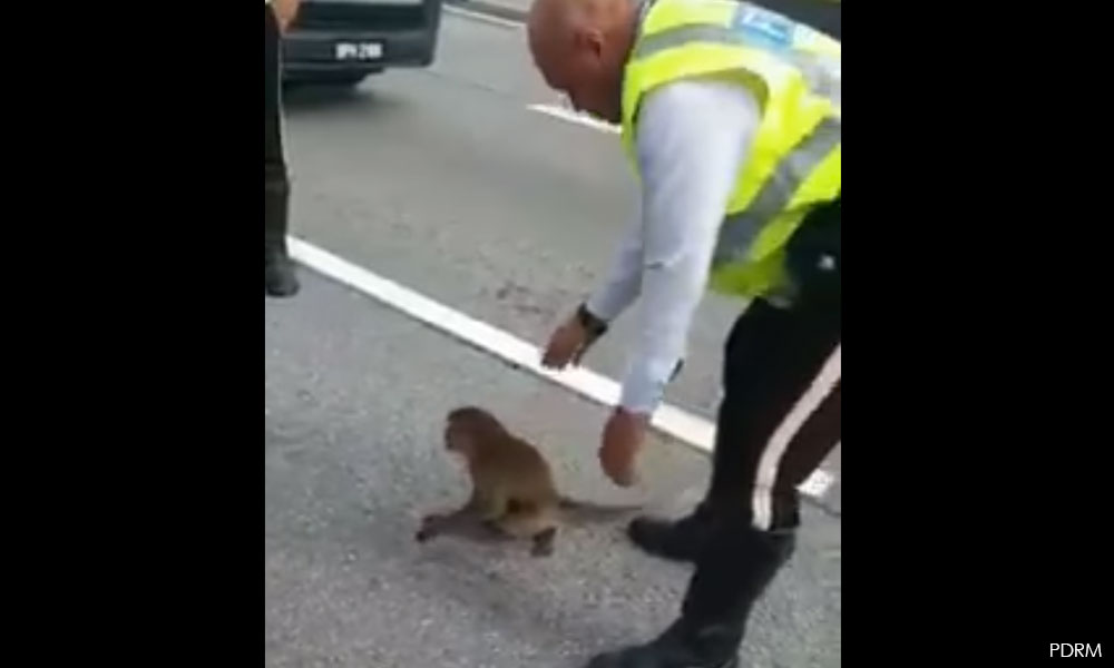 Traffic cops praised for saving wounded monkey on highway