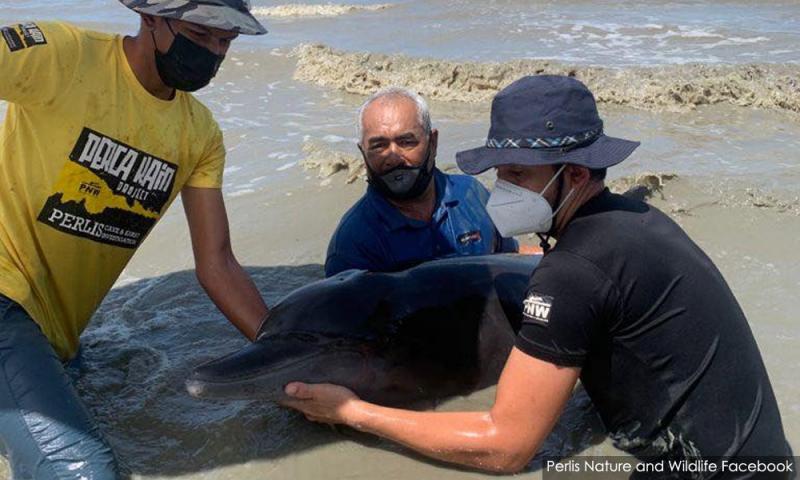 Fourth dolphin stranded on Perlis beach in four days