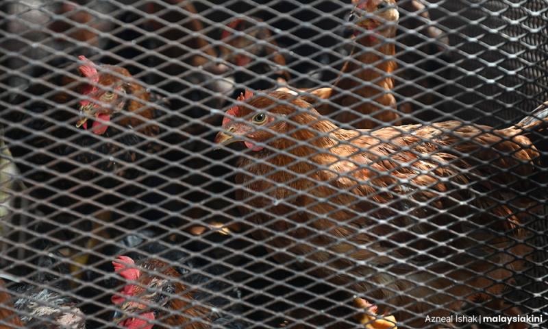 Mangsa pelaburan projek ayam kampung dakwa diugut sindiket