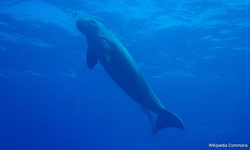 Gentle dugongs functionally extinct in Chinese waters - study