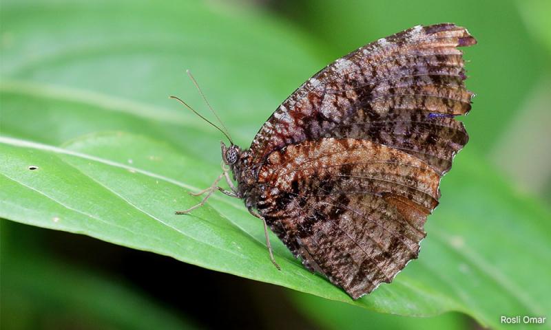 Wildlife photographer documents potential losses at Bukit Lagong