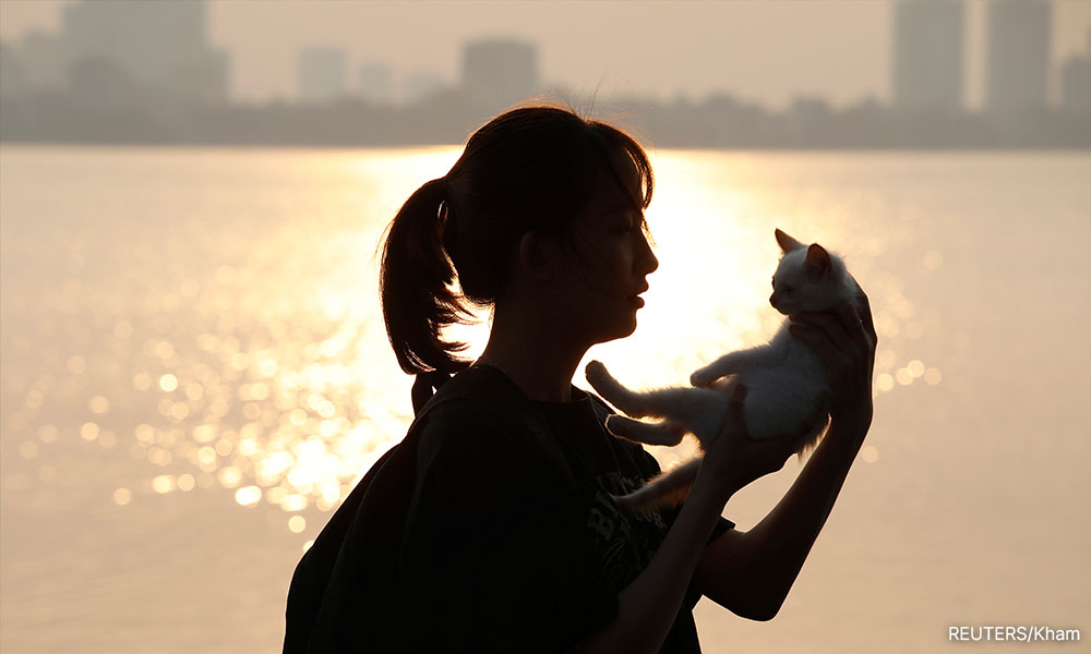 Year of the Rabbit? Not so fast! Vietnam's Lunar New Year celebrates cat