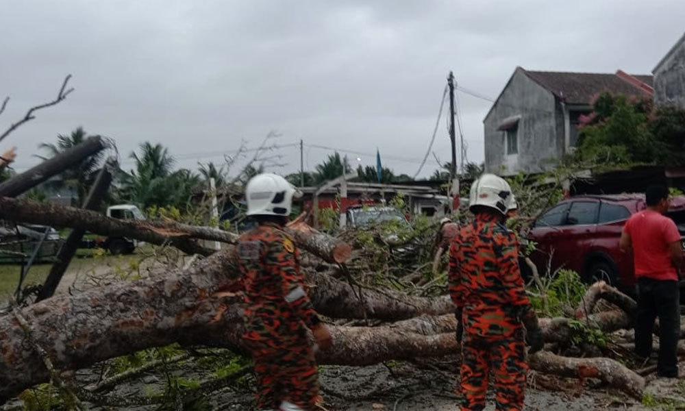 Teenage girl dies after being crushed by a falling tree