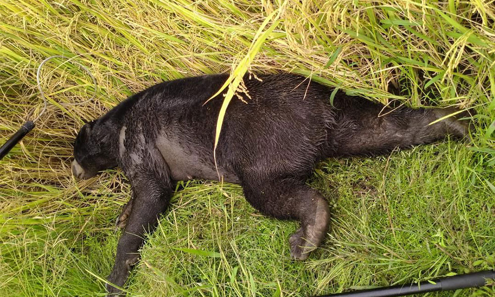 Kedah Perhilitan captures wandering sun bear in Yan