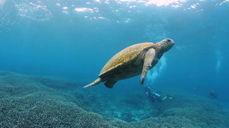 Bank Islam sokong kehidupan masyarakat dan khazanah laut Pulau Mabul