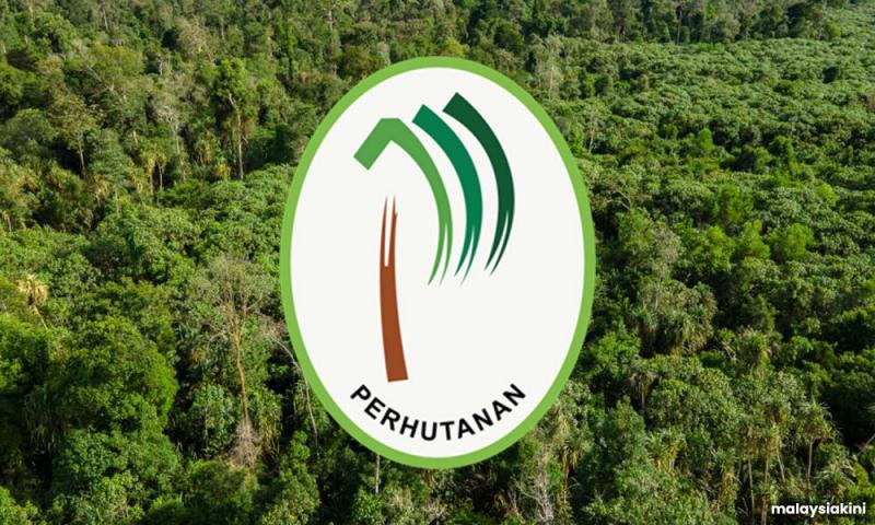 Jabatan Perhutanan pertikai laporan RimbaWatch mengenai kemusnahan hutan