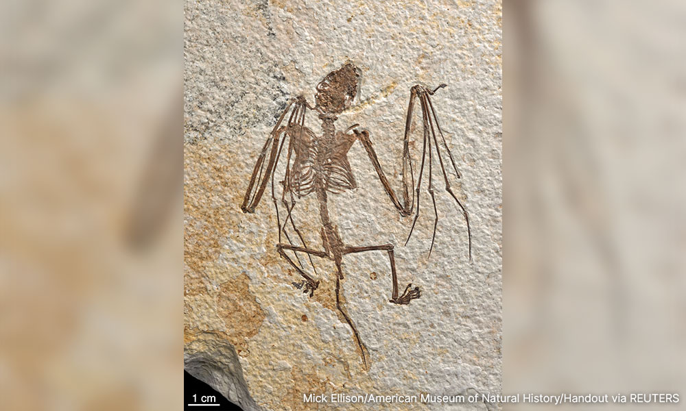 Oldest-known bat skeletons shed light on evolution of flying mammals