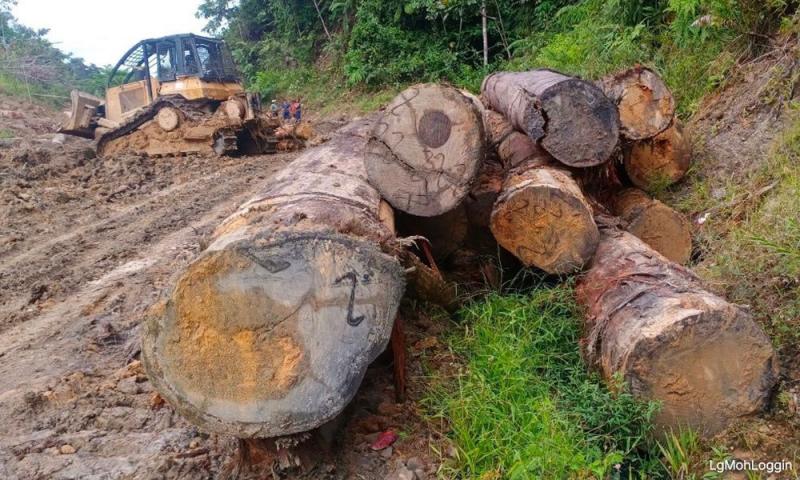 Int'l forestry body probes Sarawak timber group Samling