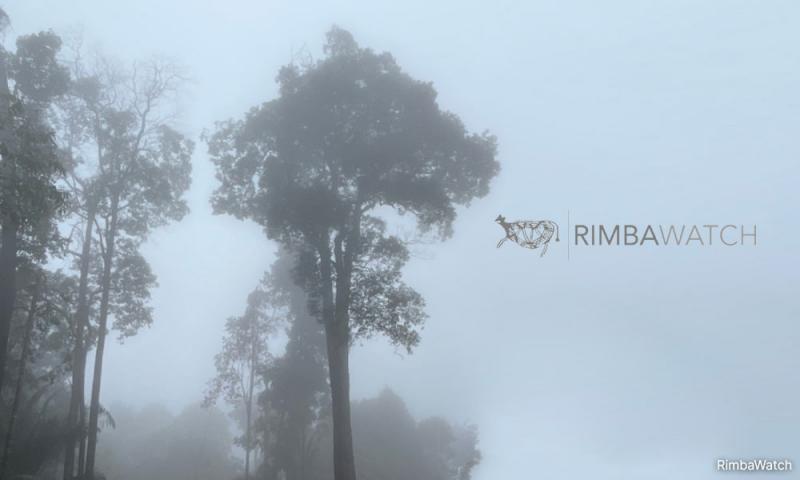 Address legal logging issues in Ulu Muda, RimbaWatch tells govt