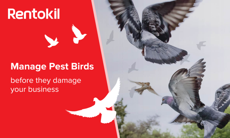 Safeguarding Businesses from Flying Intruders: The Importance of Bird ...