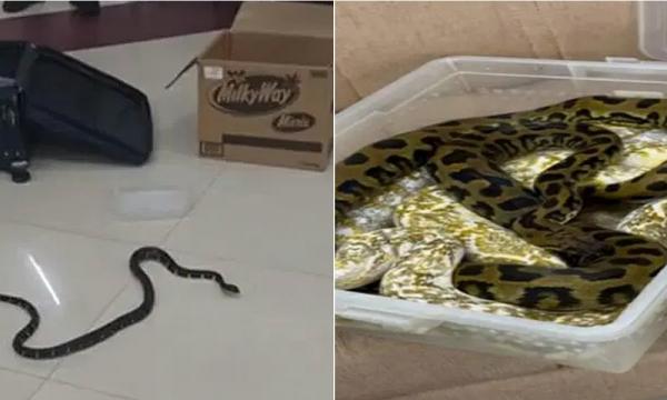 47 pythons arriving from KL seized at southern India airport