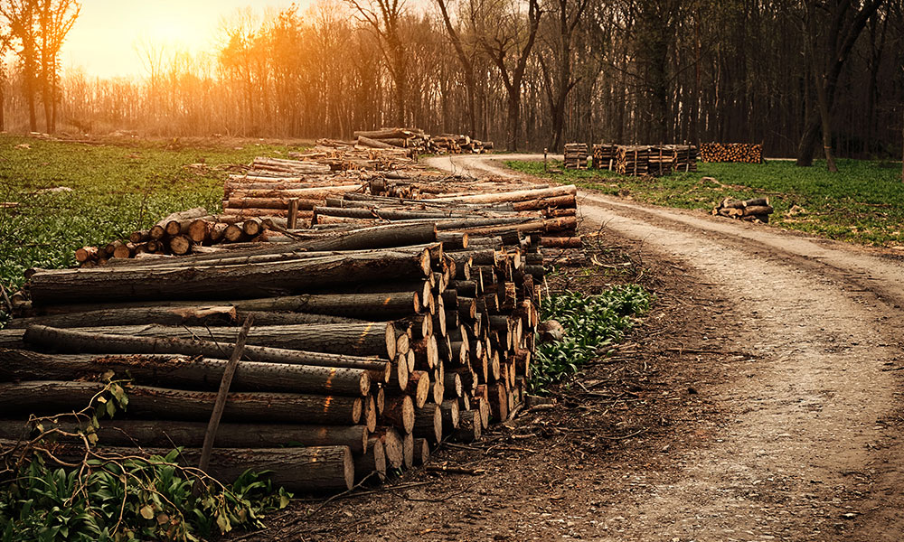 Should Malaysia go for sustainable forest management or zero deforestation?