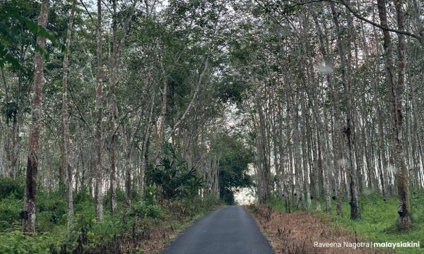 Pengeluaran getah asli menguncup 13.9 peratus pada Sept