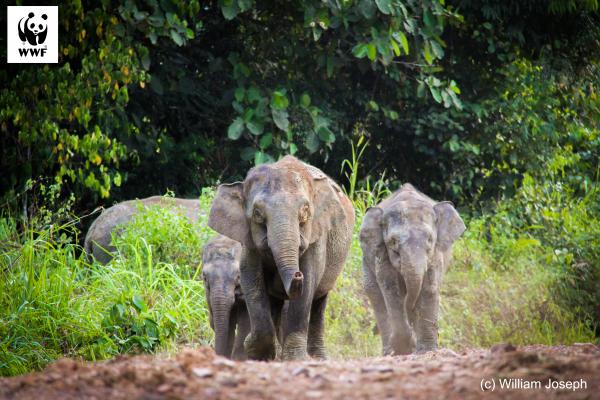 Forging Alliances with Elephants this World Elephant Day