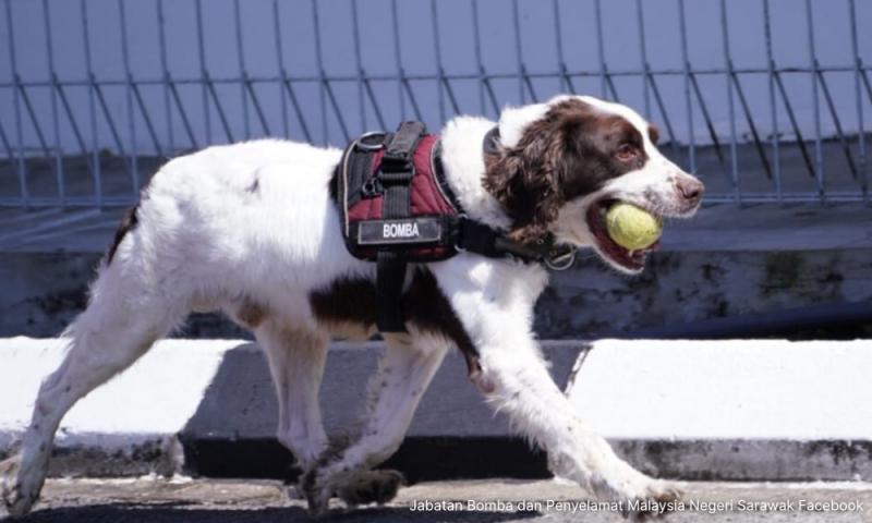 Pelatih sebak kebumi Cliff, anjing pengesan bomba