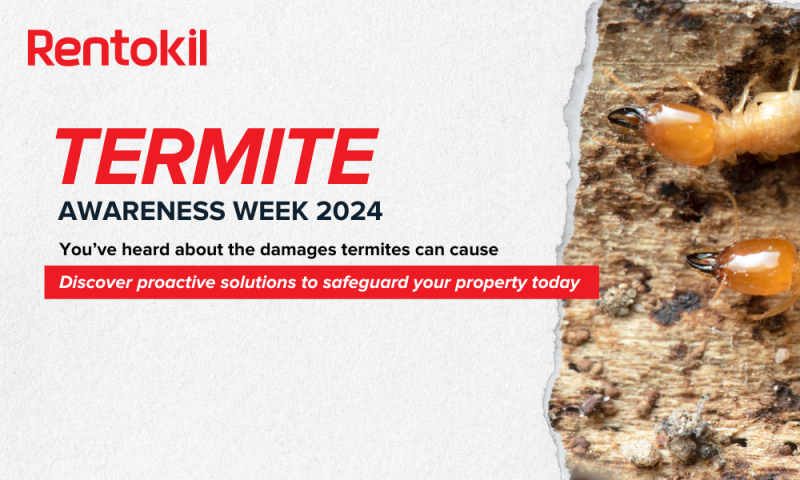 Worried about Termite Activity in your Property? Here are some ...