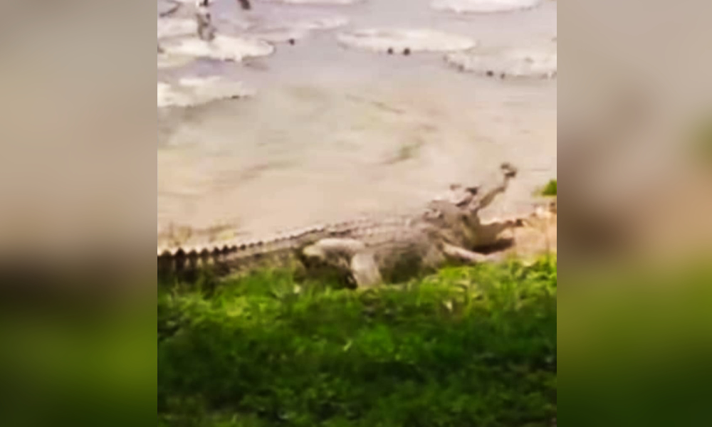 MBSA cautions public after alleged crocodile sighting at lake