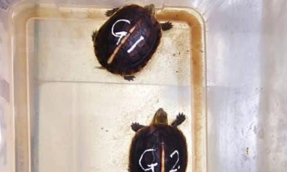 Cops, Perhilitan arrest wildlife trader, rescue 40 turtles