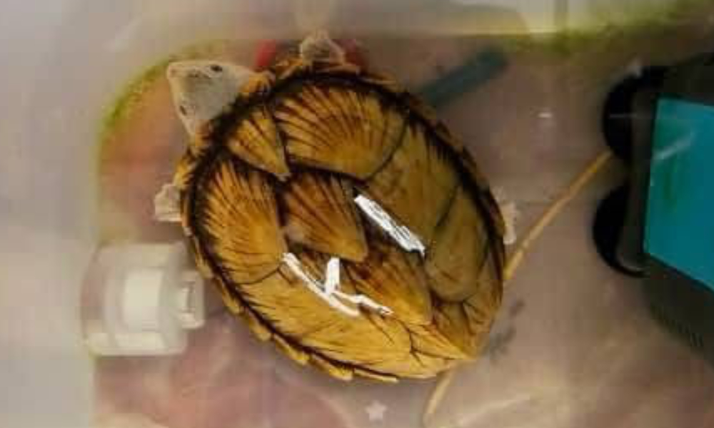 Cops, Perhilitan arrest wildlife trader, rescue 40 turtles