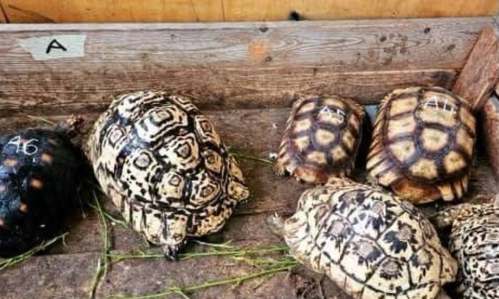 Cops, Perhilitan arrest wildlife trader, rescue 40 turtles