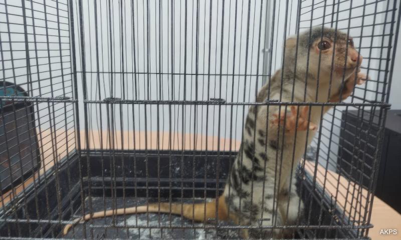 Over 300 exotic animals rescued from smugglers at KLIA